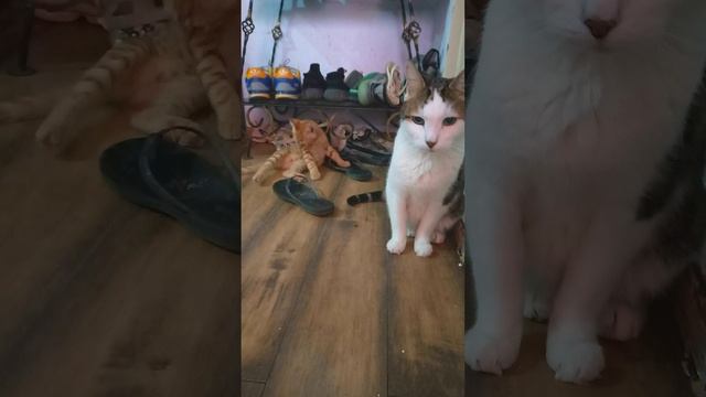 внимание котики.mp4