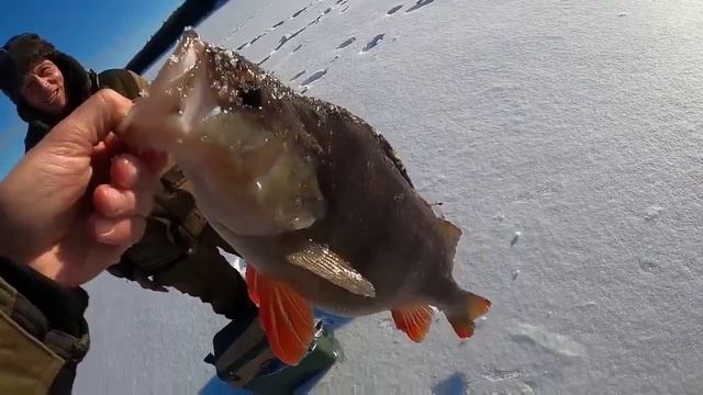 Вот это окуняра!!!!!