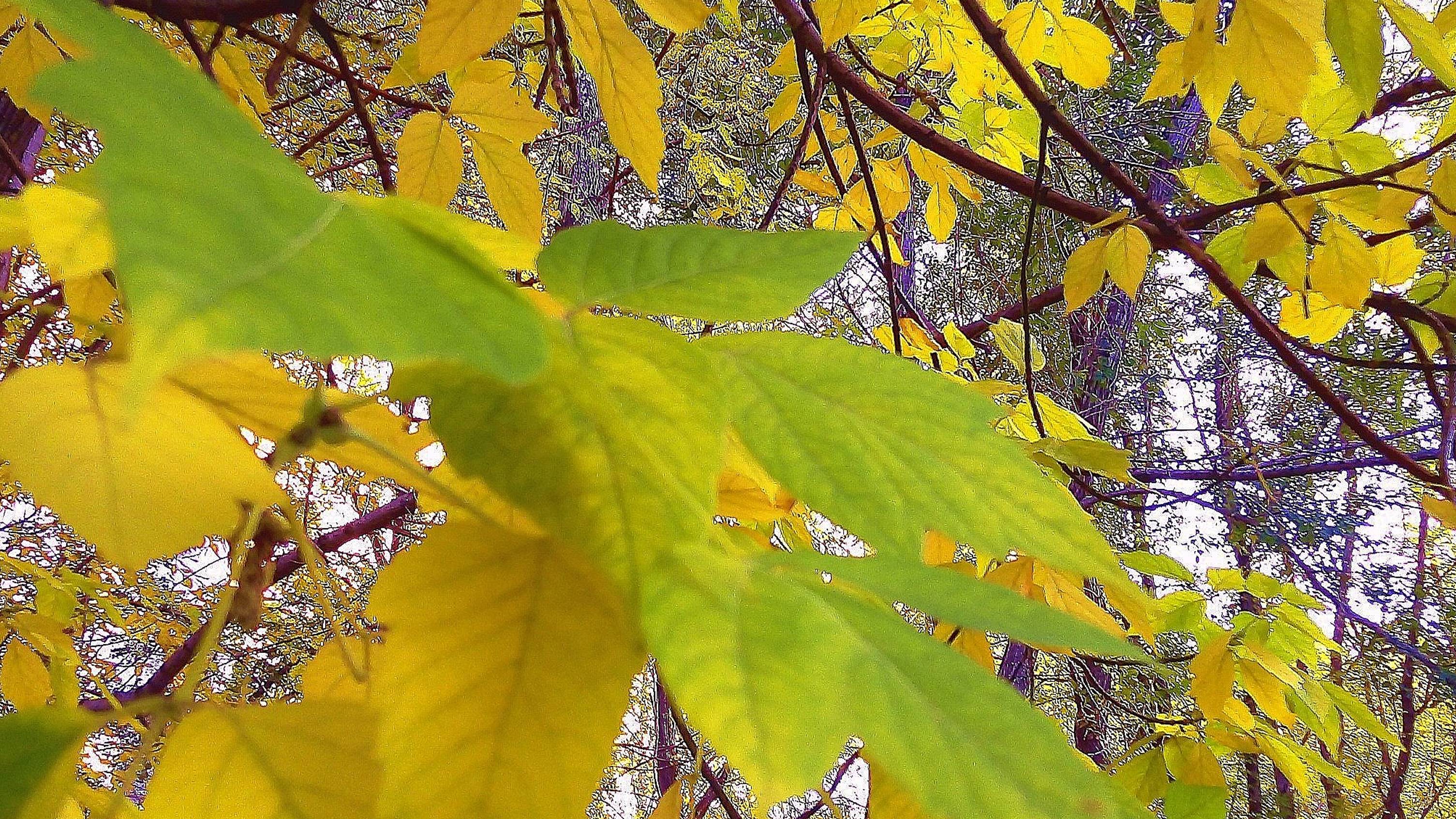 КЛЁНЫ ОСЕНЬЮ. КЛЁН - МОЁ ДЕРЕВО по ГОРОСКОПУ ДРУИДОВ!