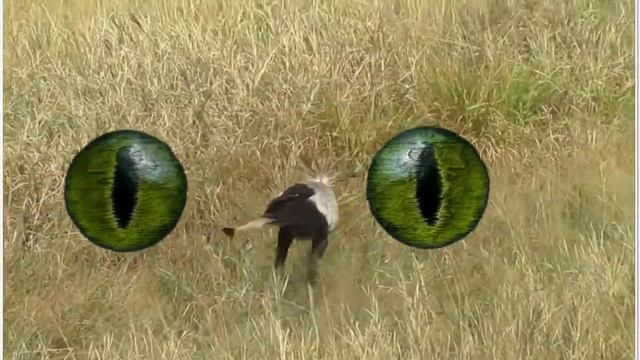 ПТИЦА СЕКРЕТАРЬ.mp4