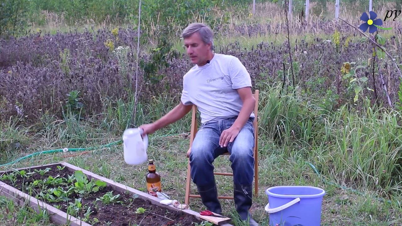 4 способа победить садовых муравьев