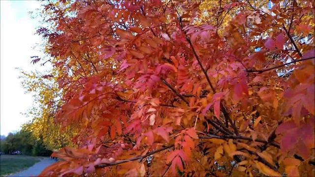 РЯБИНКИ ОСЕНЬЮ ПРЕКРАСНЫ!