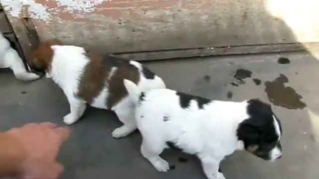 Чистопородные щенки от 03 апреля 2018 года Гладкошерстный фокстерьер