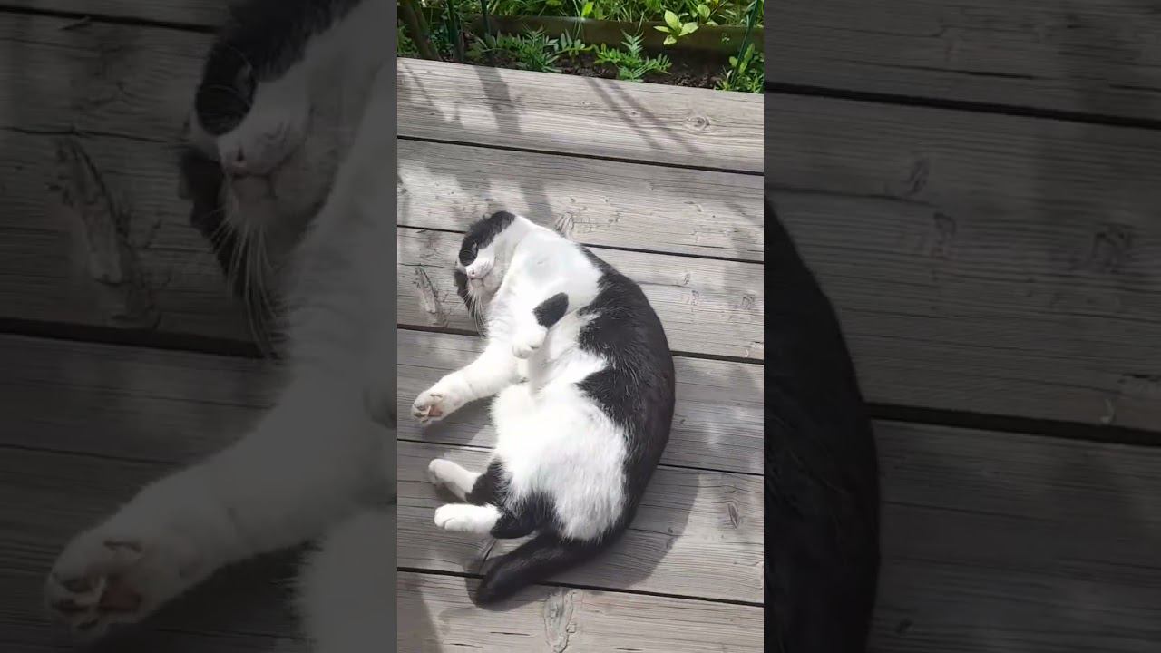 Котик Вася загорает на веранде #питомцы #животные
