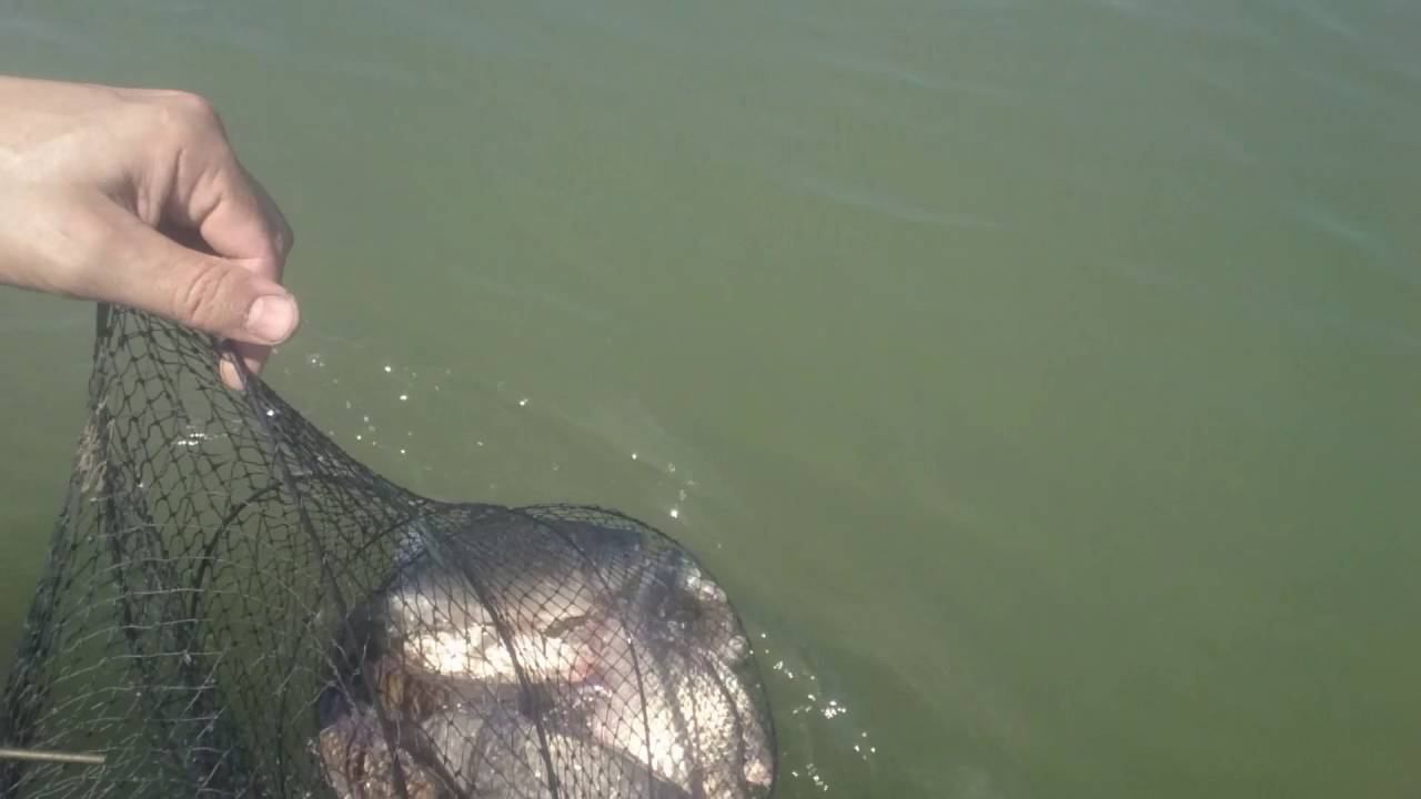 Дон, Елизаветинская 5 июня 2016