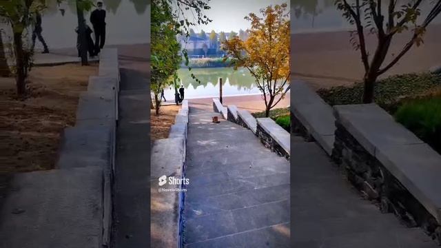 Собакен скейтер ??