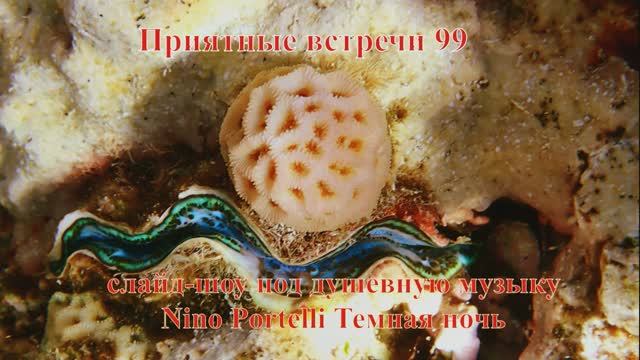 Приятные встречи 99 Кораллы Фавия и Гониастрея под музыку Nino Portelli Темная ночь