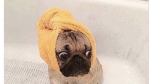 Смешные Домашние Питомцы | Милые и Забавные Животные | Котики, Собачки и Птички | Подпишись!