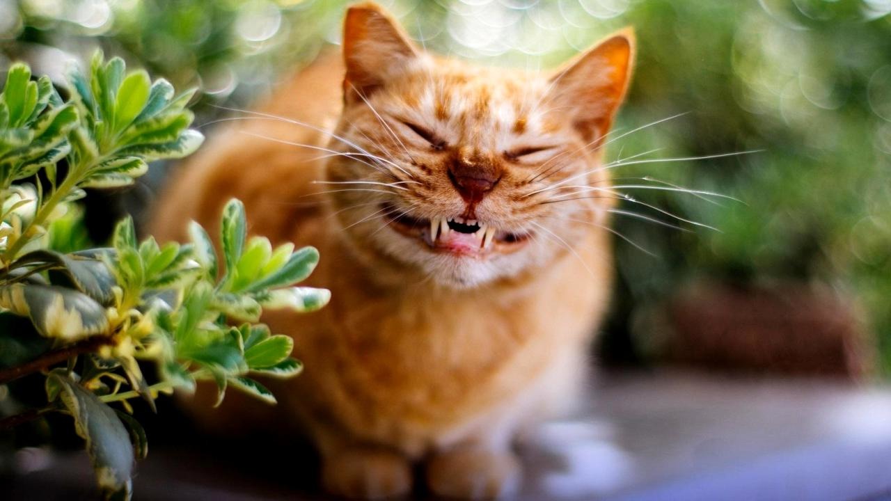 Самые смешные видео приколы с животными! Видео с котиками и собаками 2022 №9