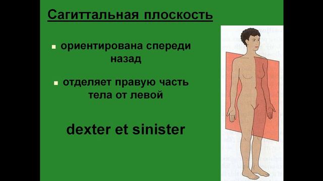 Оси и плоскости в анатомии. Сагиттальная плоскость.