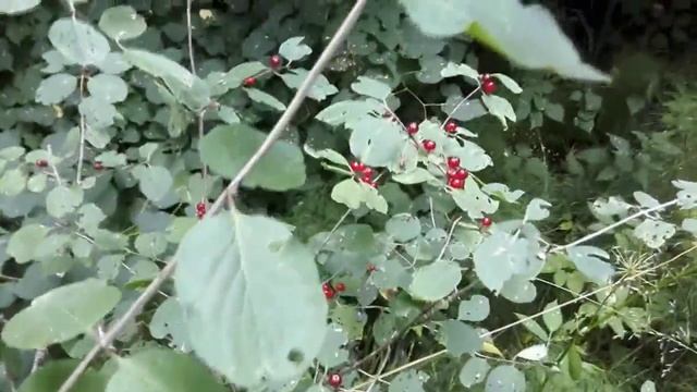 Охота на осину и волчьи ягоды (02.08.15)