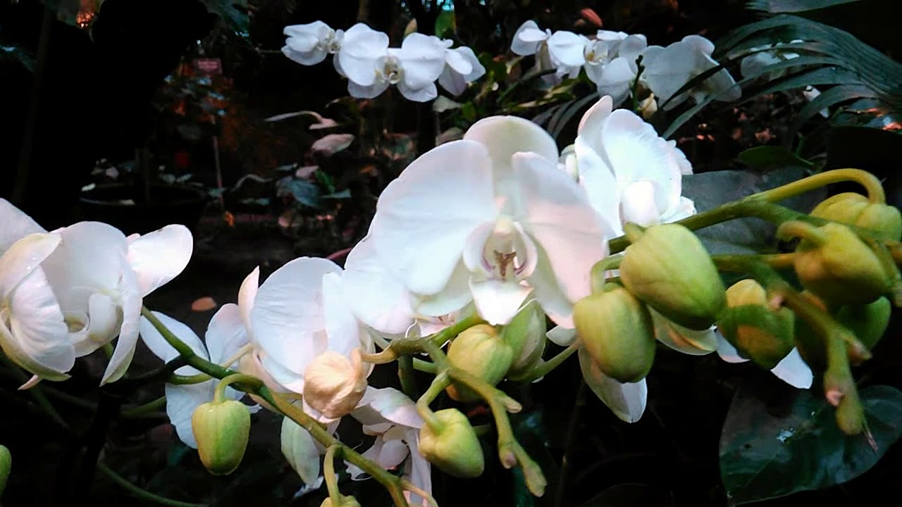 Футаж для видео монтажа  Цветы 01