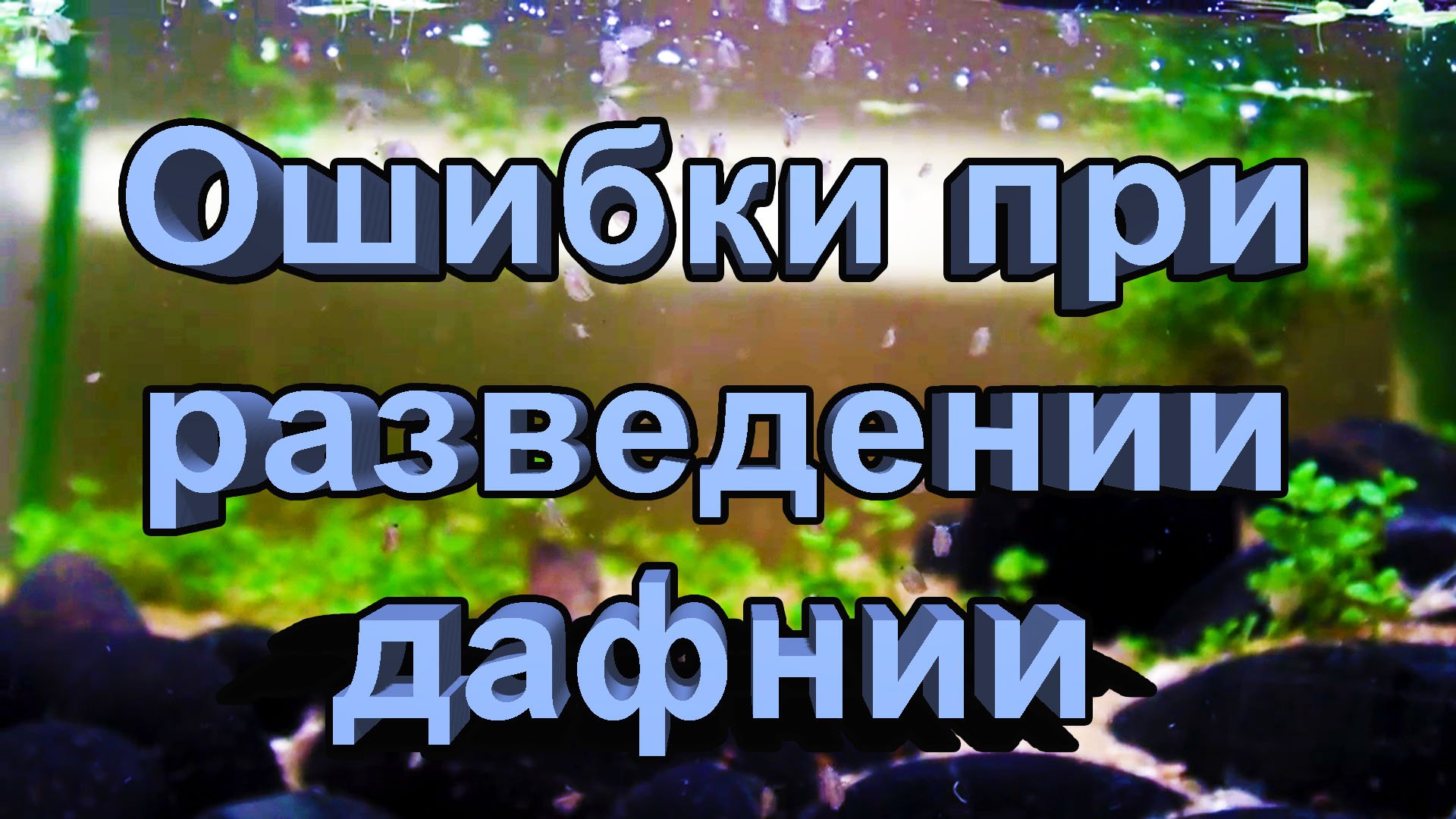 Ошибки при разведении дафнии