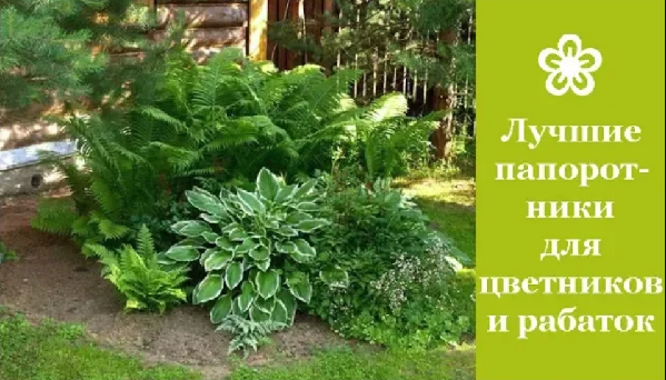 ❀ Лучшие папоротники для цветников и рабаток