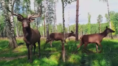 Лосиный остров. Национальные парки России. Фильм 3