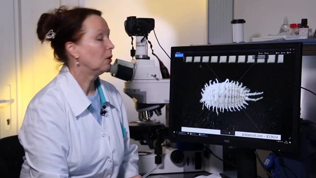 Видеопедия " Карантинных объектов"  - Червец Комстока