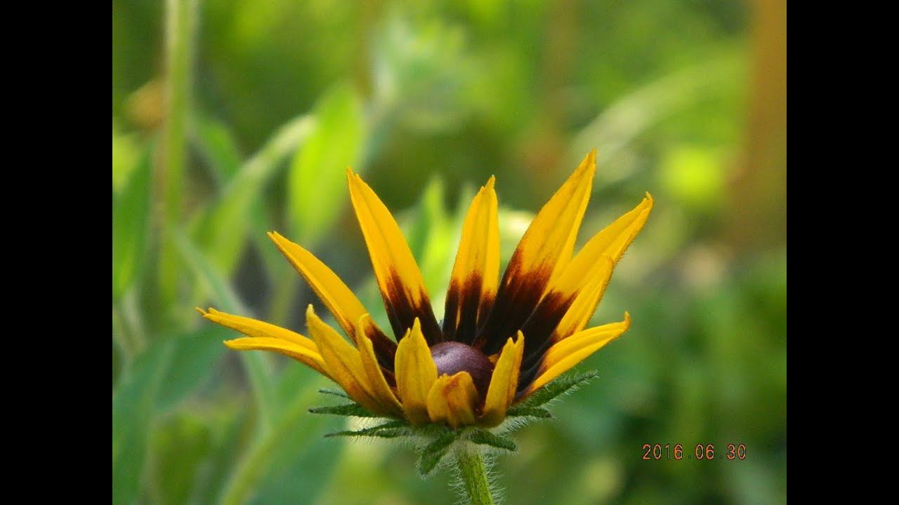 Осенние цветы(читает автор)