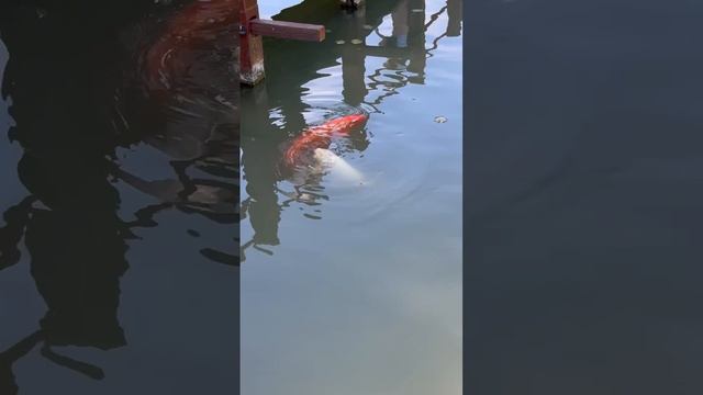 ОГРОМНЫЕ ЗОЛОТЫЕ РЫБКИ В ЯПОНСКОМ ПРУДУ