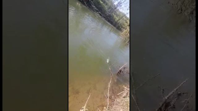 Ловля симы на воблер 80 мм (13 гр) от Mr. Musurok