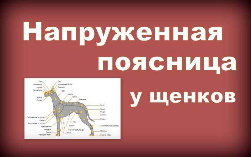 Икс-образный постав конечностей и вогнутая поясница у растущих щенков.