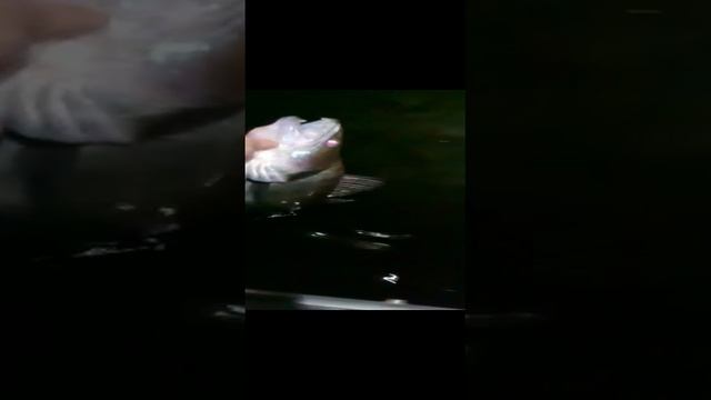 Рыбалкасгидом. Судак-чудак