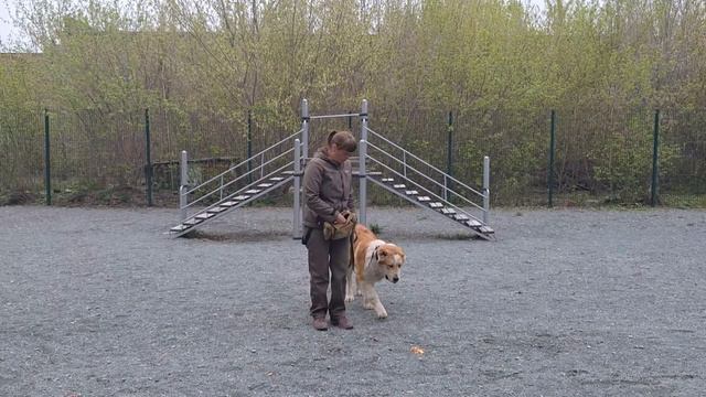 Урок 5. Финал. Собака не подбирает с замли