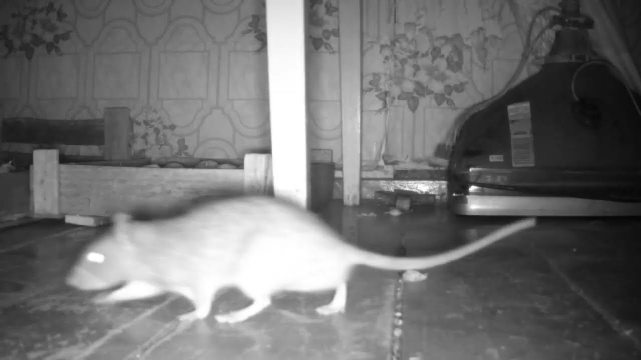 Крыса здесь больше не живёт