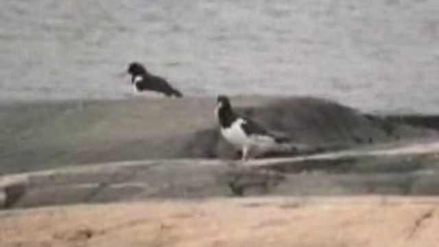 Кулик-сорока