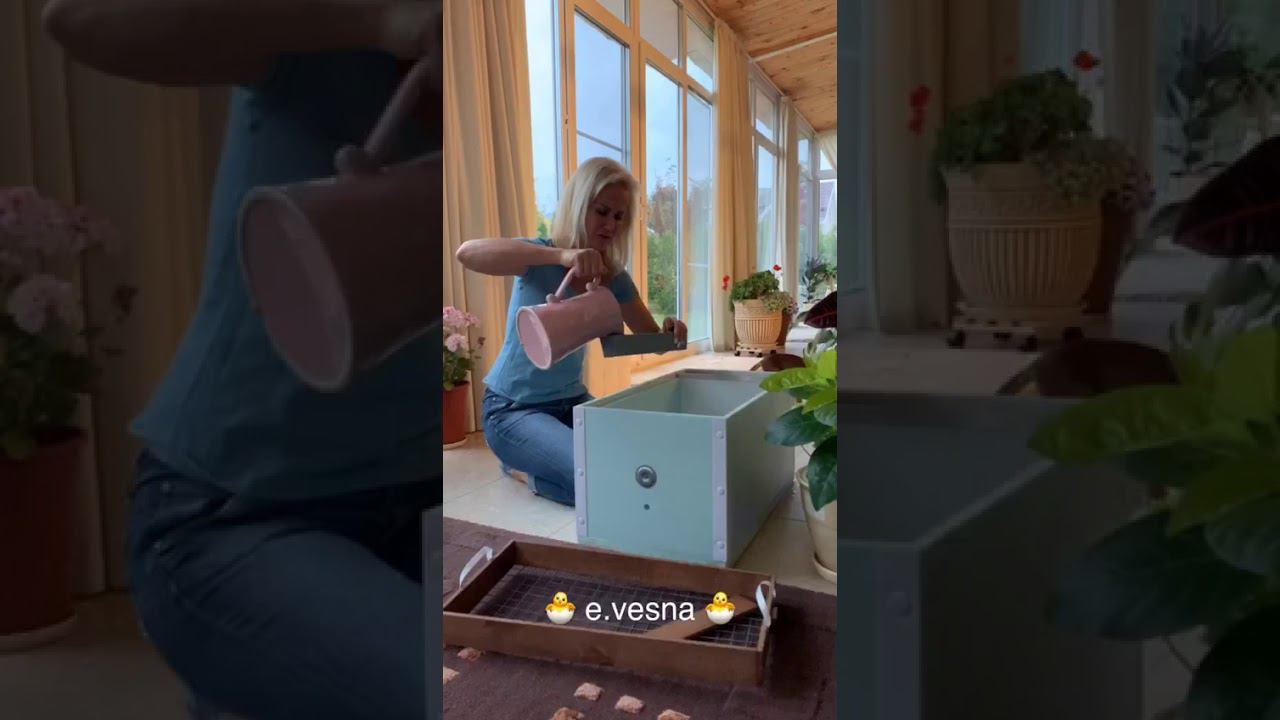 Инкубация перепелов породы Целадон. В ожидании чуда