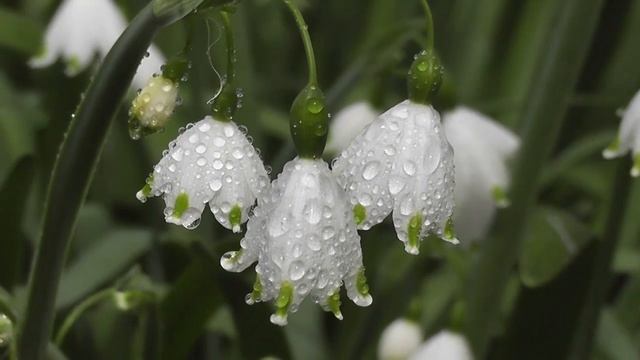 Спокойная * Красивая * Музыка