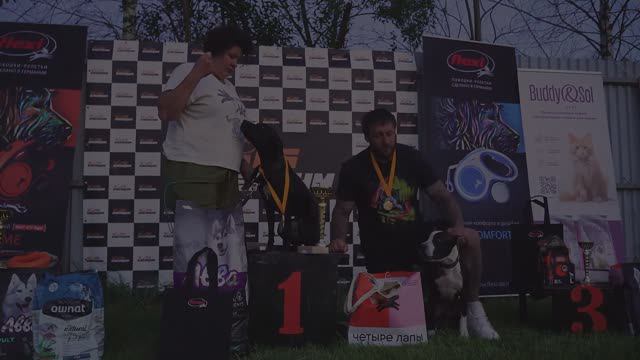 Питбуль Шакира на соревнованиях по пит-стафф многоборью DogsEnergym 29.06.2024 г. Санкт-Петербург