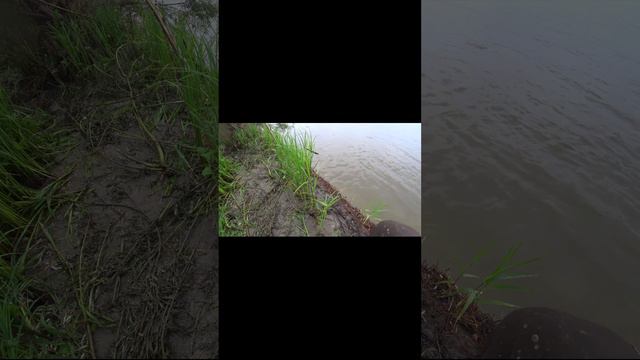 поклевка на закидушку#shorts