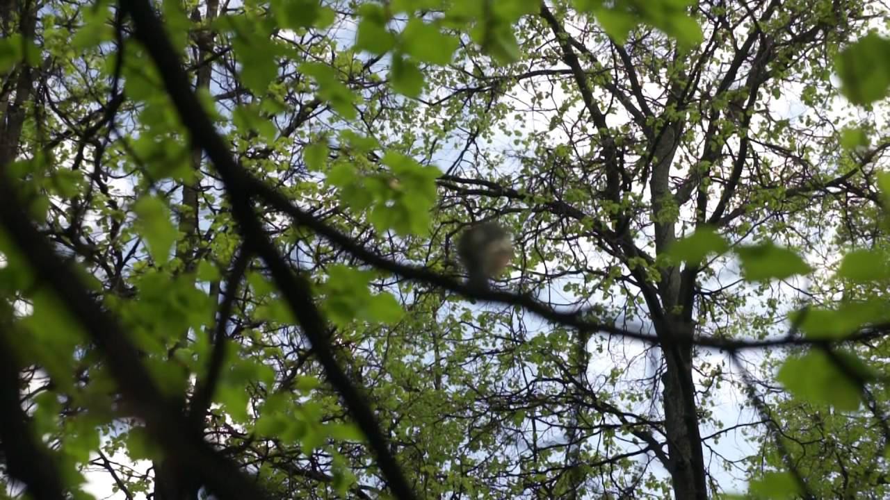 Малиновка в Коломенском