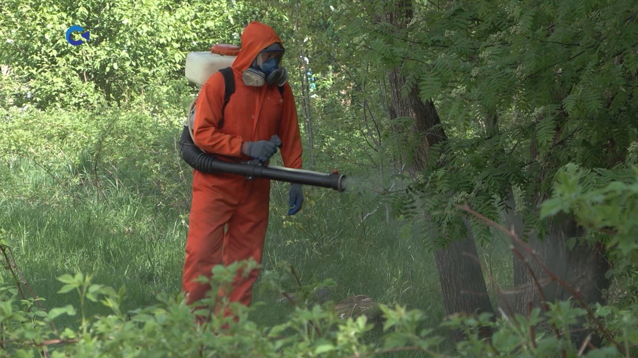 В Карелии активизировались клещи