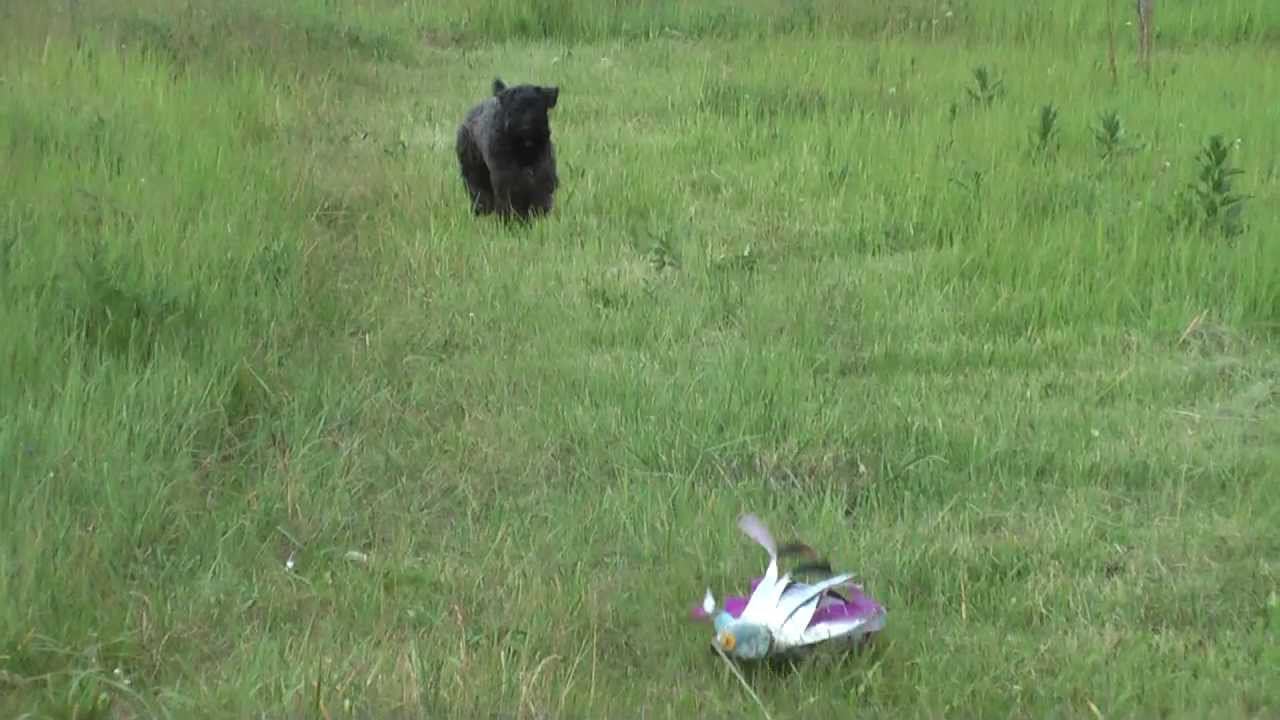 Курсинг в Челябинске 12.06.2013. Керри-блю терьер Марк