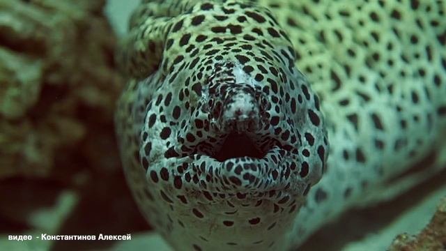 Селфи с муреной в Московском океанариуме на ВДНХ. Дайвинг в океанариуме.