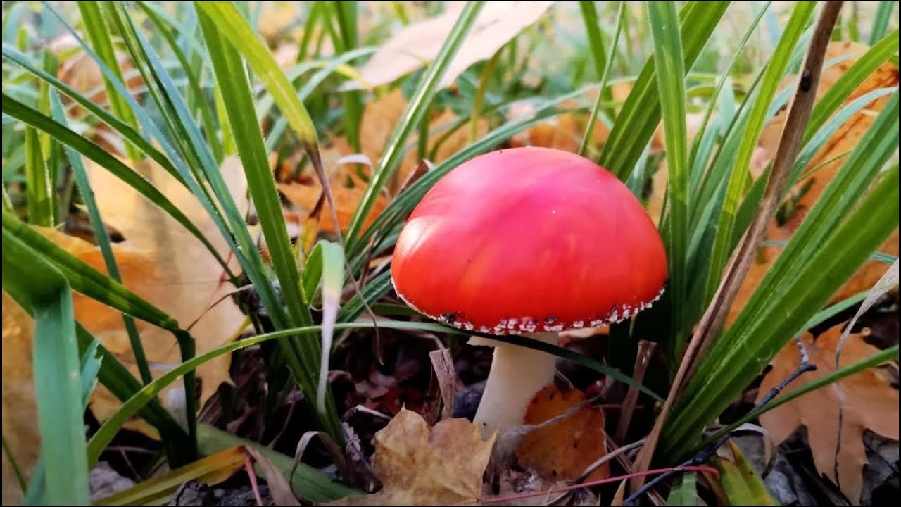 ЗАКРЫВАЕМ ГРИБНОЙ СЕЗОН 2021 | КРАСНЫЙ МУХОМОР | МАСЛЯТА | СЛЕДЫ КАБАНОВ | МНОГО ГРИБОВ НА КРАЮ ПОЛЯ