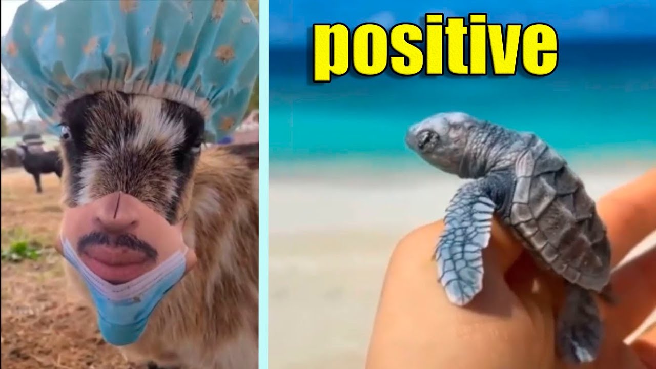 Очередная доза позитива для поднятия настроения #16