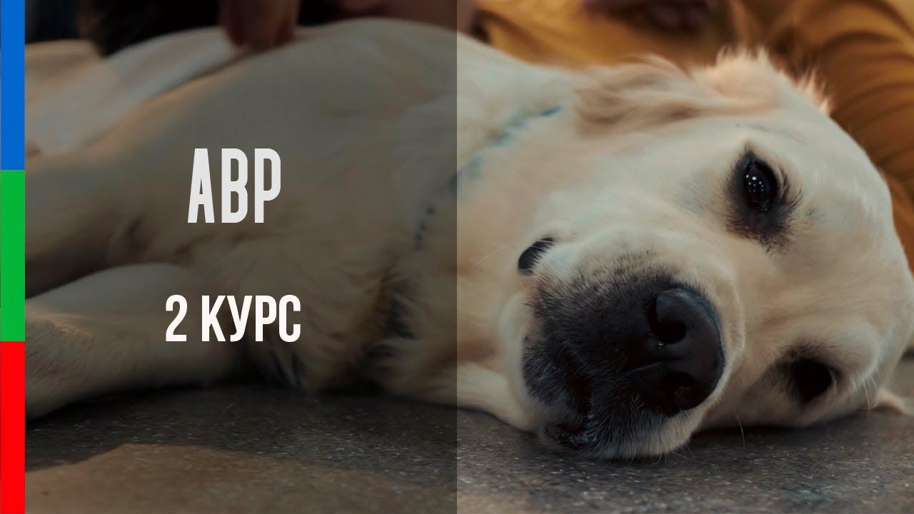 ДО22 Рубцов АВР3 Солнечный пёс