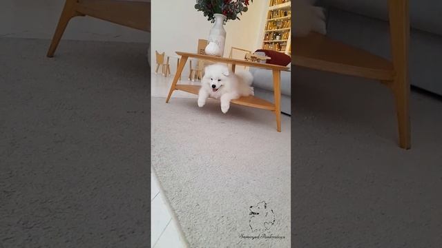 Красавчик Рэймонд Звезда Сибири ?ждёт своих родителей