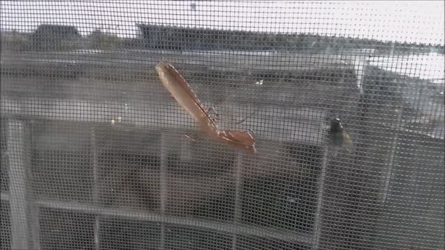 Богомол охотится на муху. Богомол ест мух