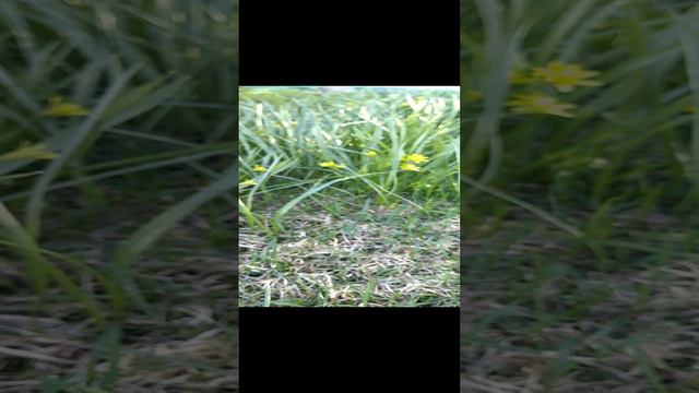 первоцветы