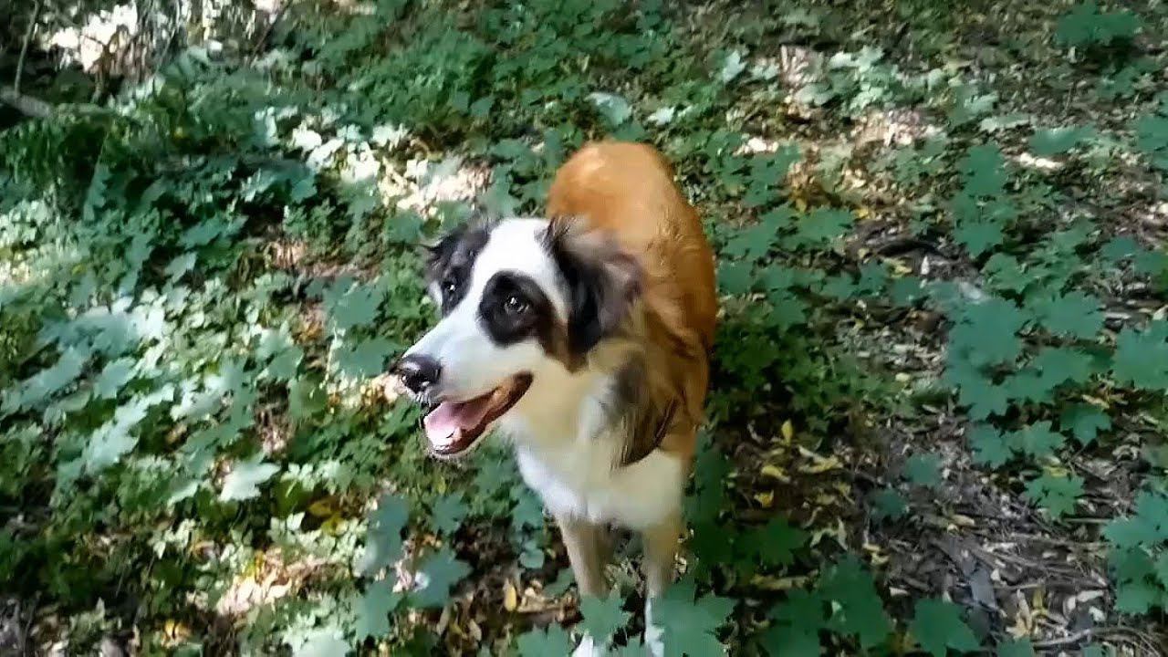 Шуля, листики, свобода. Гуляем 7.07.2021