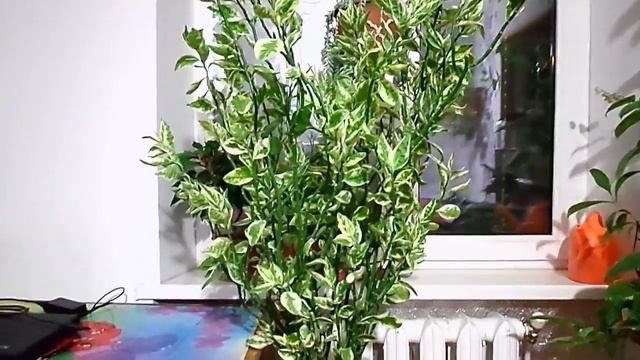 Комнатный цветок. Педилантус или хребет дьявола  Indoor flower Pedilanthus.mp4
