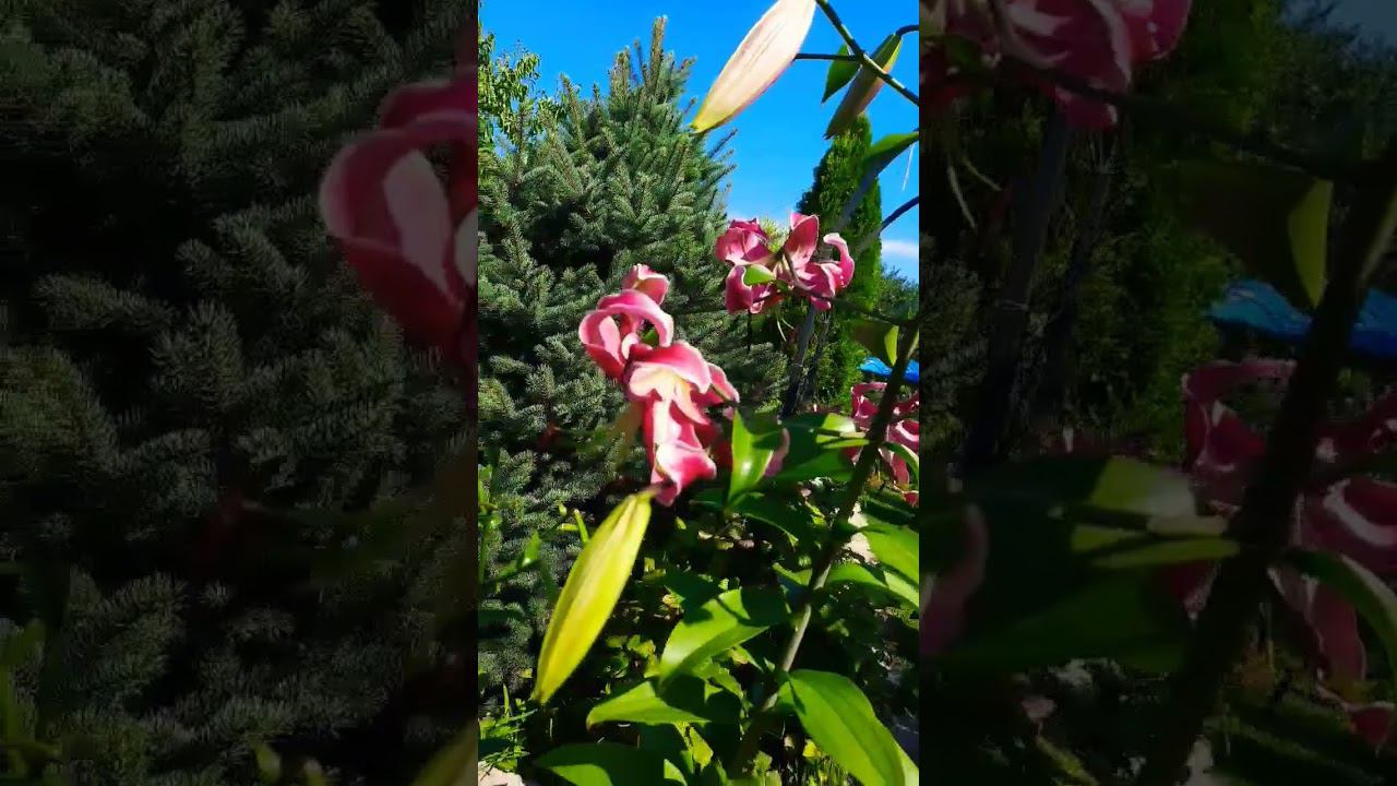 Зацвела моя красавица !