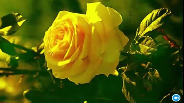 роза чайная. моя