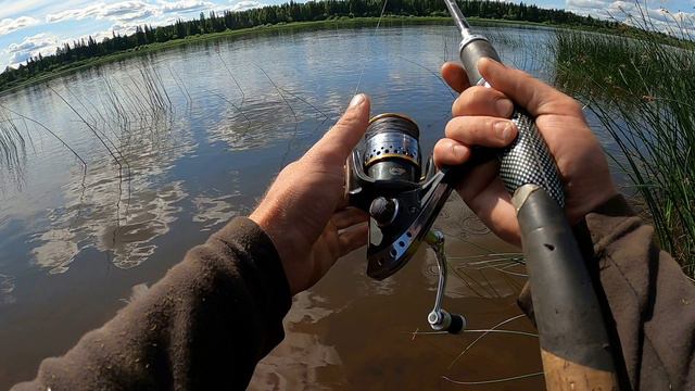 рыбалка в камышах