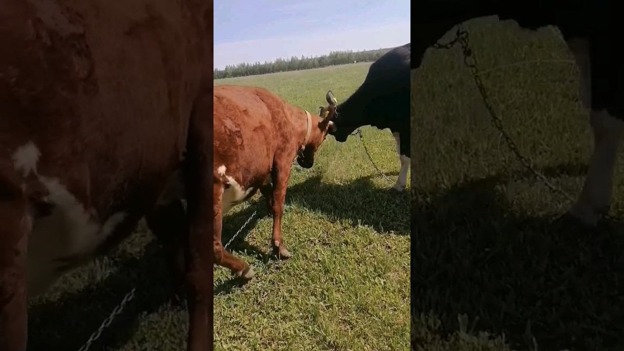 Почему коровы знакомятся рогами, дракой.  Первое рукопожатие.