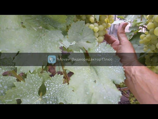 Виноград на участке  Юрия Матвеева август 2021 года..