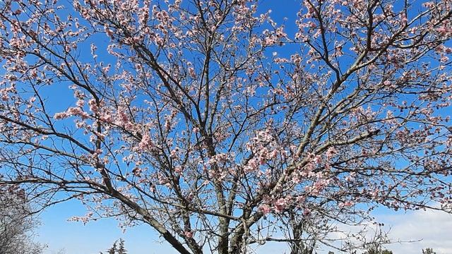 В Крыму цветёт миндаль